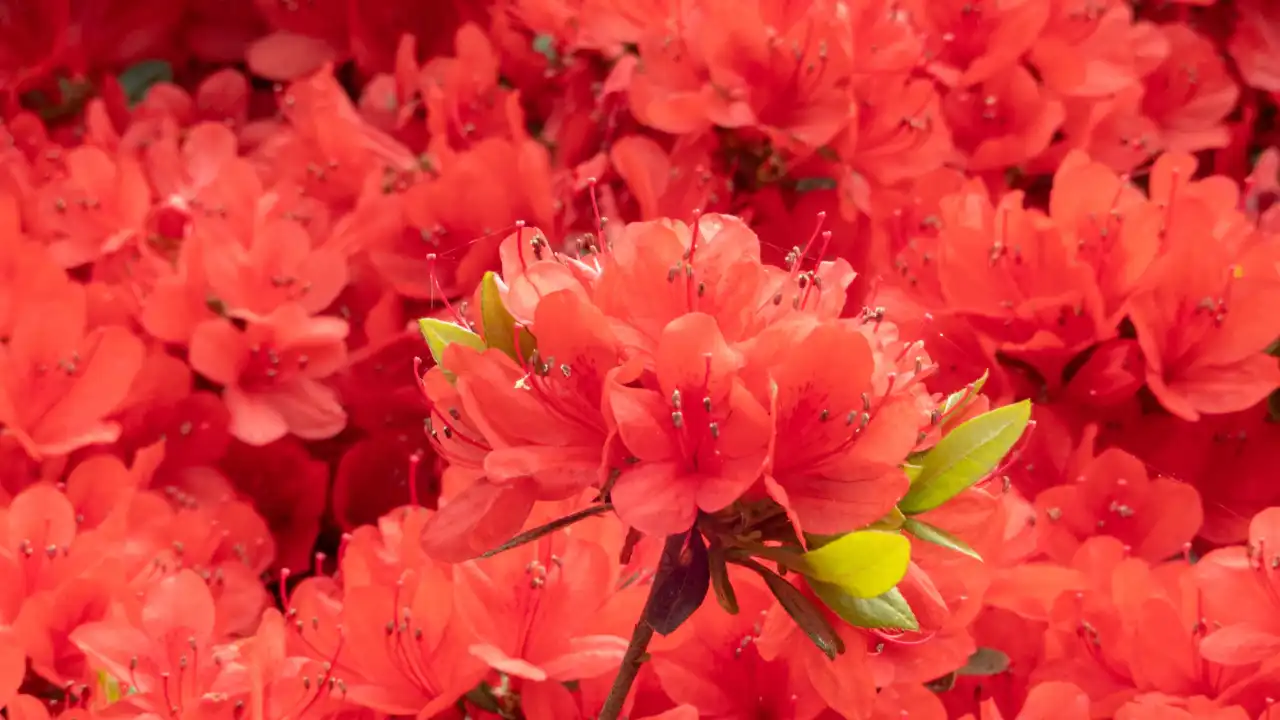 إليك معنى اللون الأحمر - كيف عربي